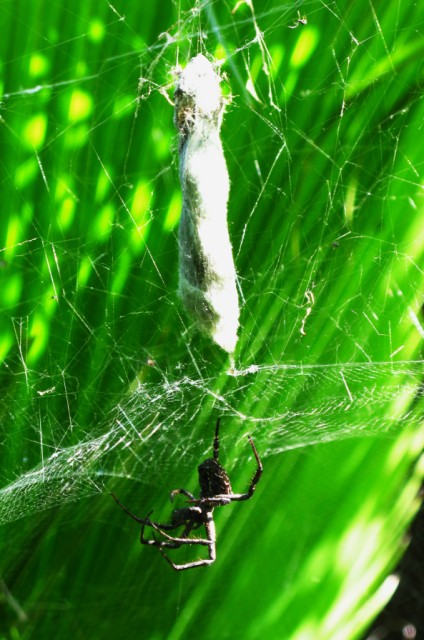 Blake and Deb in Fiji: Fiji Critter Profile - Spiders